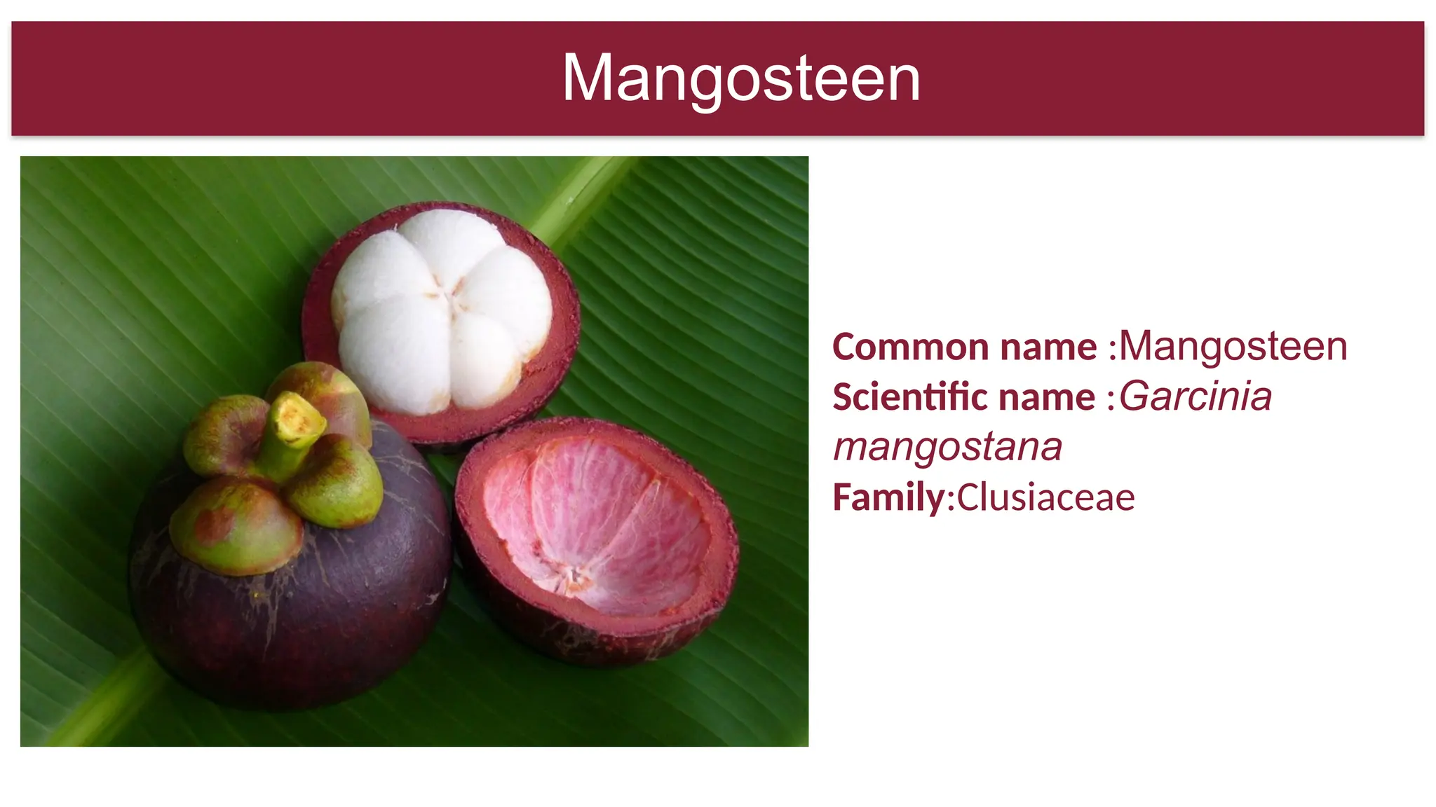 minor fruits of horticultural crops.pptx