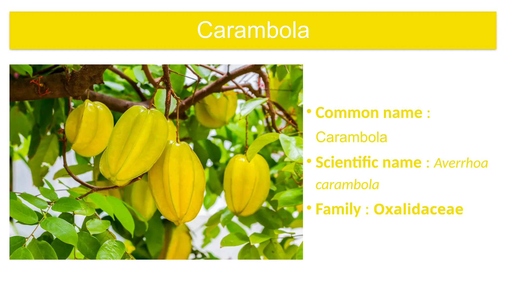 minor fruits of horticultural crops.pptx