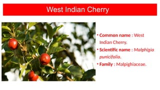 minor fruits of horticultural crops.pptx