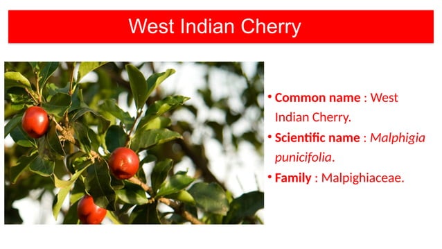 minor fruits of horticultural crops.pptx | Agriculture | Industries