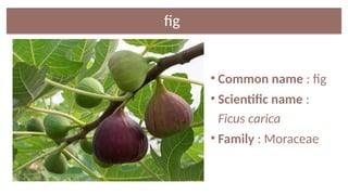 minor fruits of horticultural crops.pptx