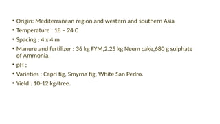 minor fruits of horticultural crops.pptx