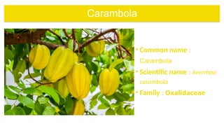 minor fruits of horticultural crops.pptx