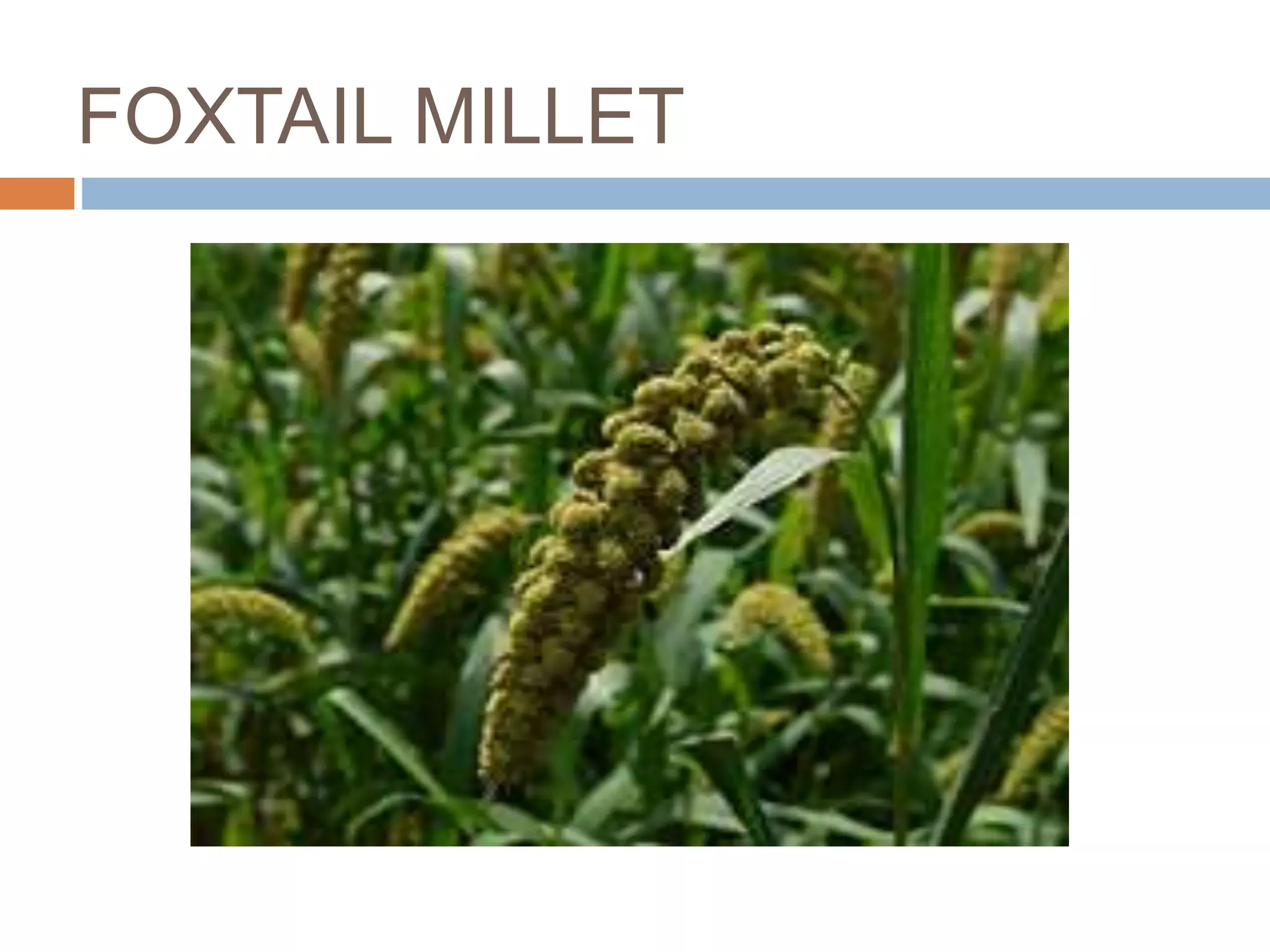 Minor millet | PPTX