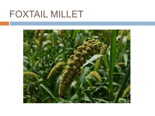 Minor millet | PPTX | Gardening | Home & Garden