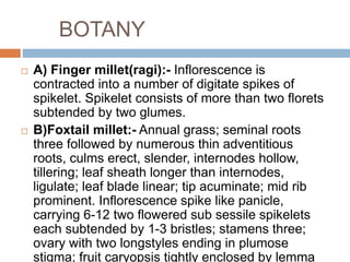 Minor millet | PPTX