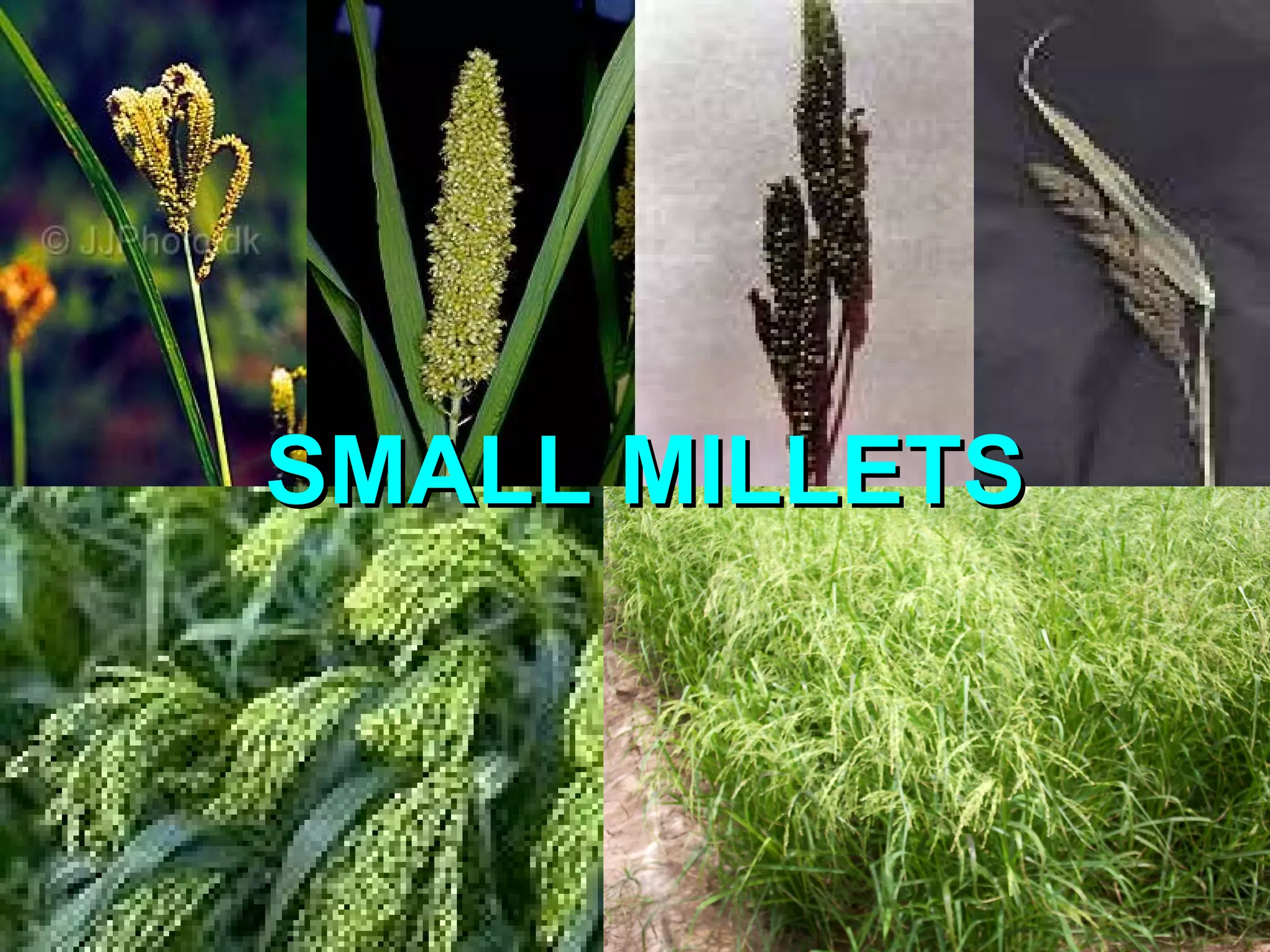 Minor millets | PPT
