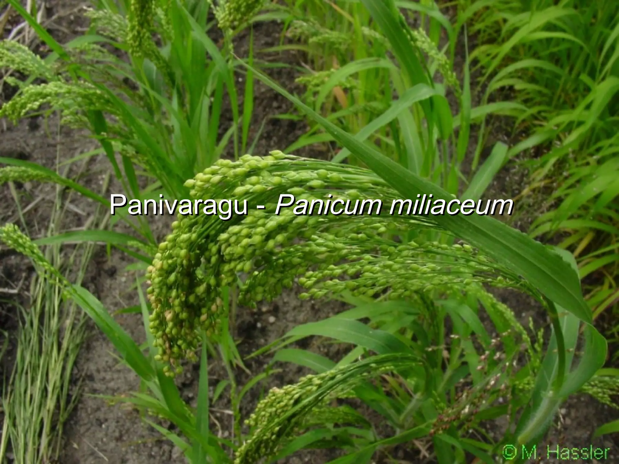 Minor millets | PPT