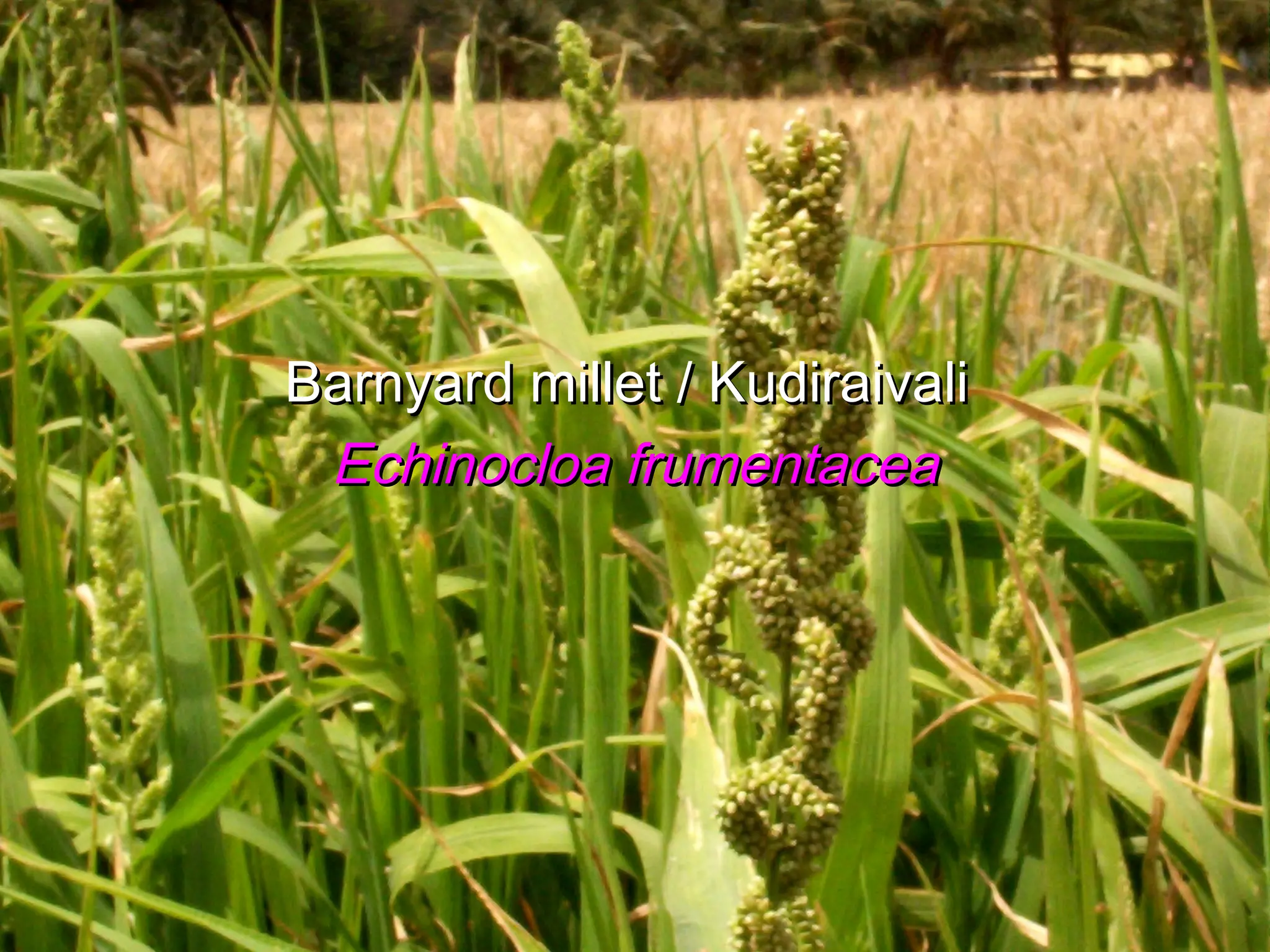 Minor millets | PPT