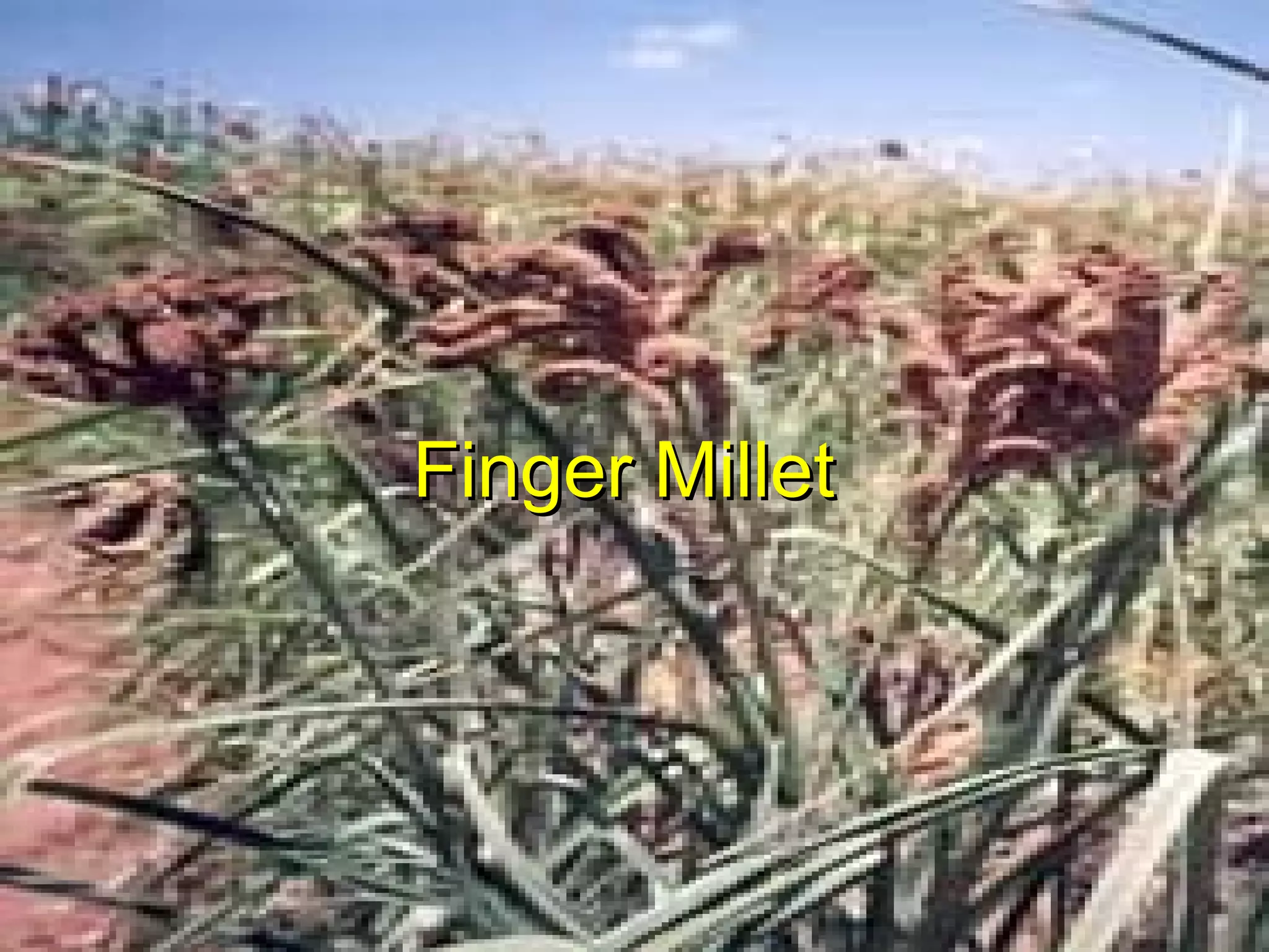 Minor millets | PPT