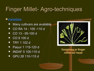 Minor millets | PPT