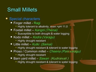 Minor millets | PPT