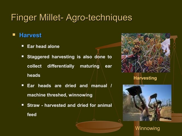 Minor millets | PPT