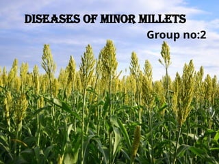 Minor millets and their diseases(original) 1.pptx