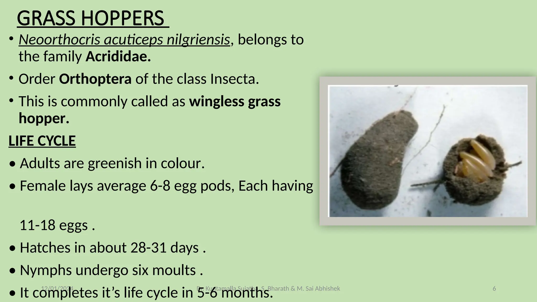 Minor pests of mulberry plant & their management.pptx