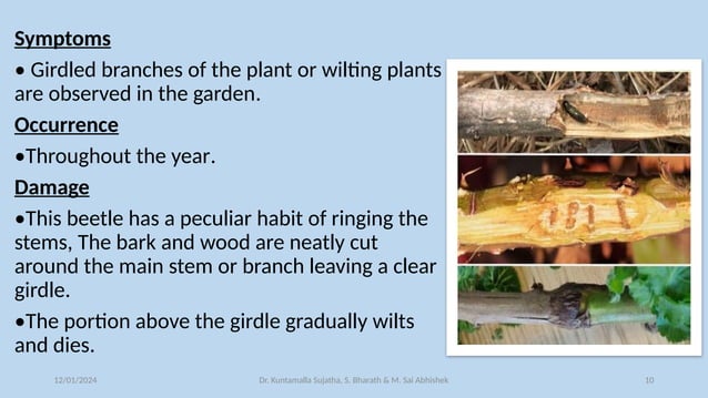 Minor pests of mulberry plant & their management.pptx