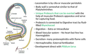 Brief introduction to Minor phyla animals.pptx