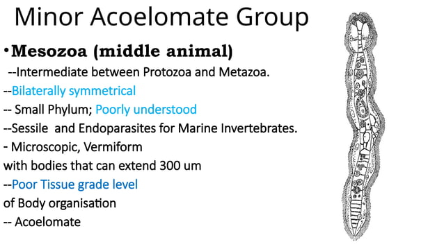Brief introduction to Minor phyla animals.pptx