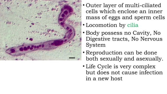Brief introduction to Minor phyla animals.pptx