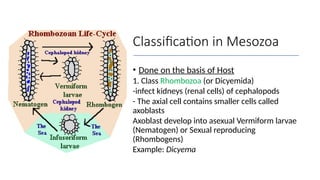 Brief introduction to Minor phyla animals.pptx
