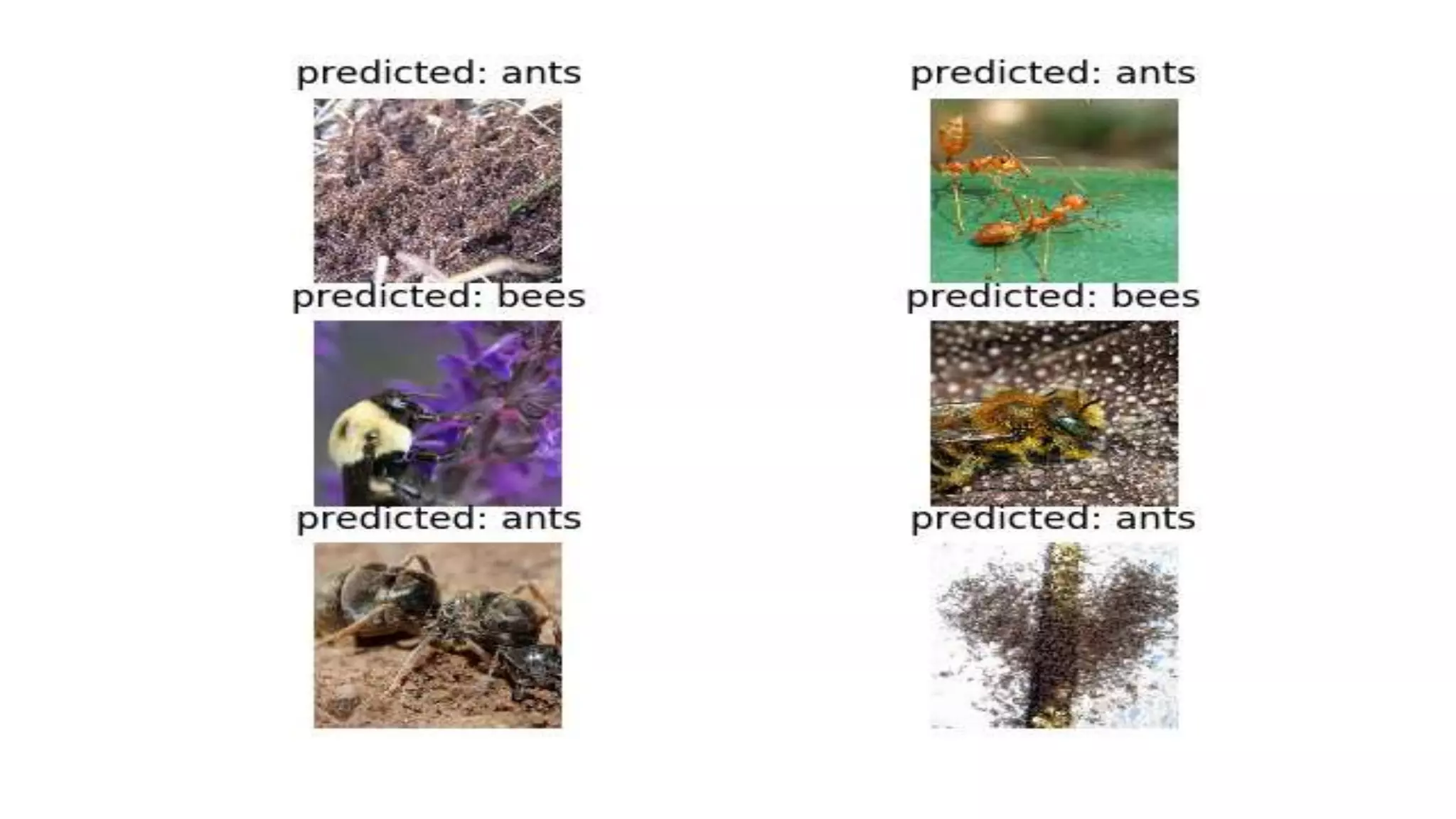 Transfer Leaning Using Pytorch synopsis Minor project pptx | PPT