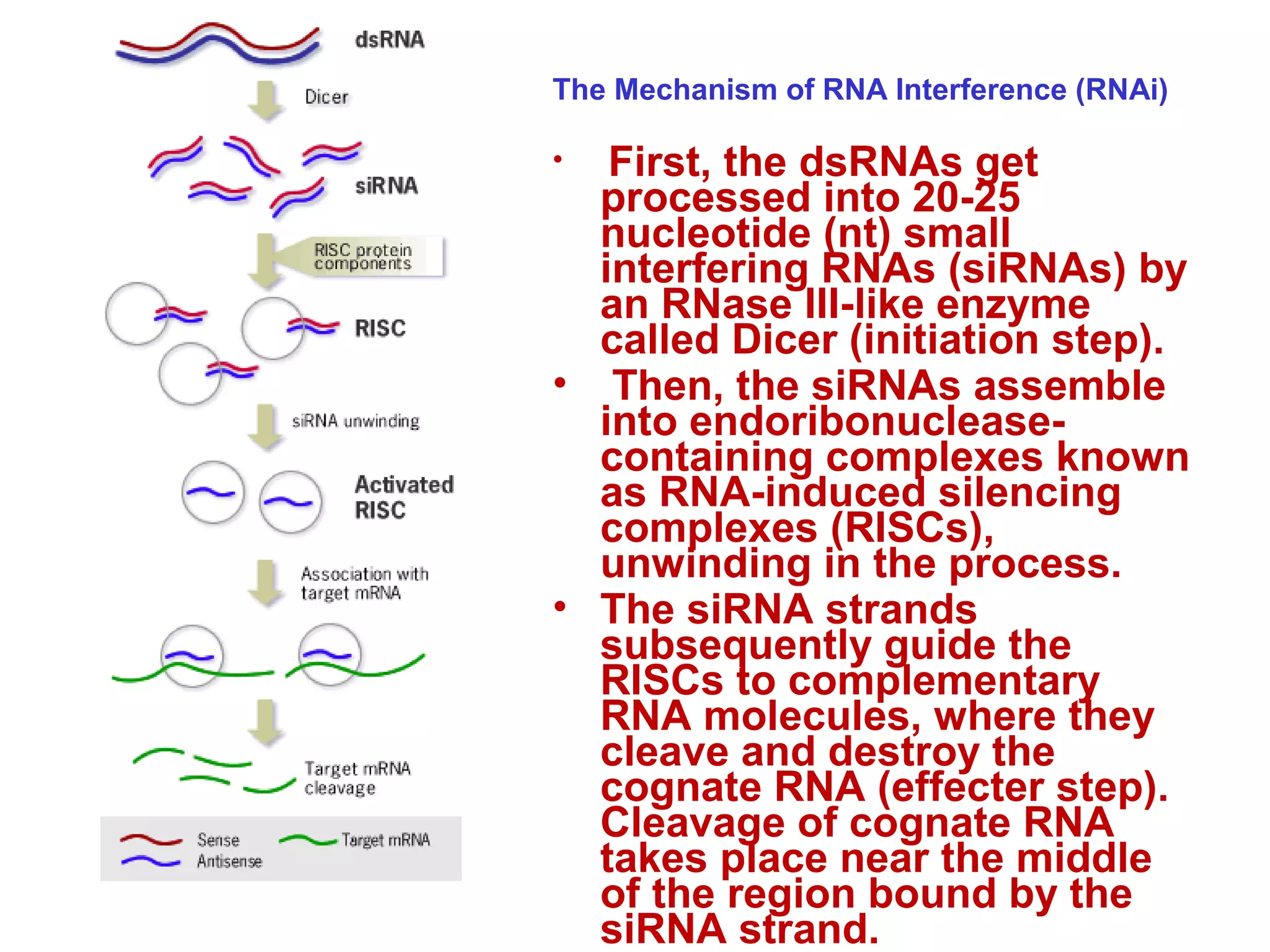 Micro RNARNA INTERFERENCE AND ITS APPLICATIONS IN CROP IMPROVEMENT | PPT