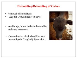 Minor surgical affections | PPT