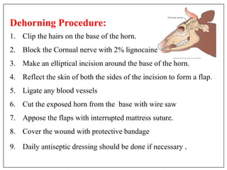 Minor surgical affections | PPT