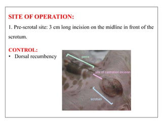 Minor surgical conti | PPTX