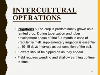 cultivation of Minor tuber crops by Manikanta R | PPTX