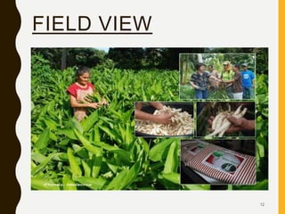 cultivation of Minor tuber crops by Manikanta R | PPTX