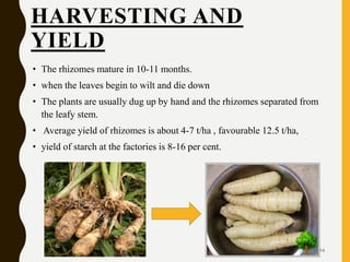 cultivation of Minor tuber crops by Manikanta R | PPTX