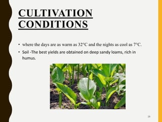 cultivation of Minor tuber crops by Manikanta R | PPTX