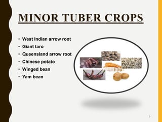 cultivation of Minor tuber crops by Manikanta R | PPTX