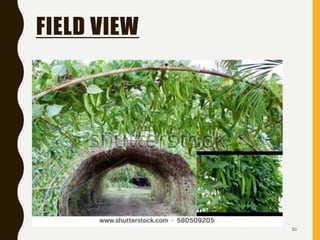 cultivation of Minor tuber crops by Manikanta R | PPTX