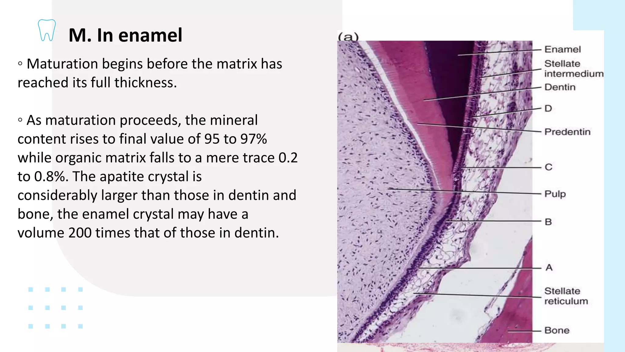 minralization of dental hard tissue.pptx