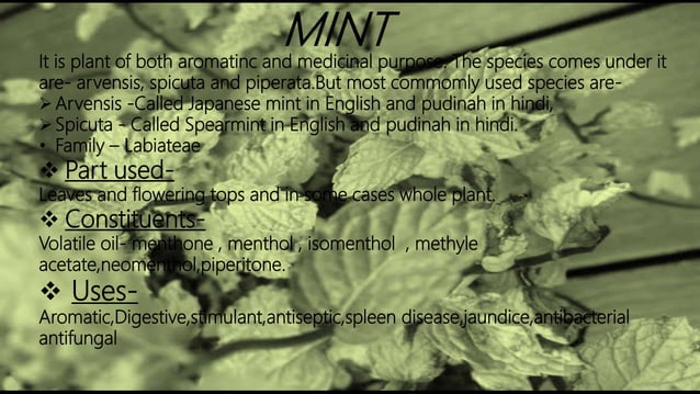DISEASE OF MINT | PPTX | Gardening | Home & Garden