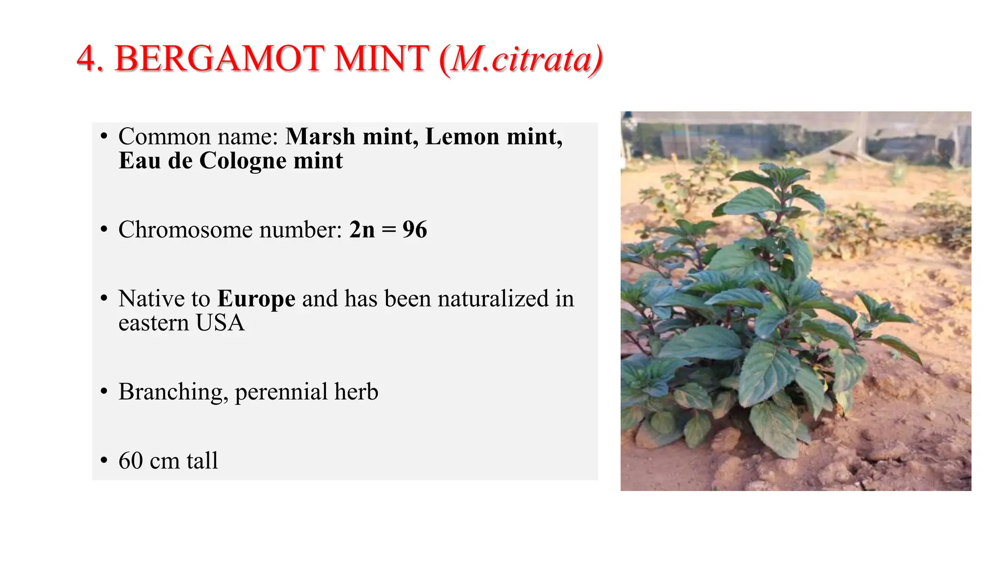 MINT production technology and cultural practices | PPTX