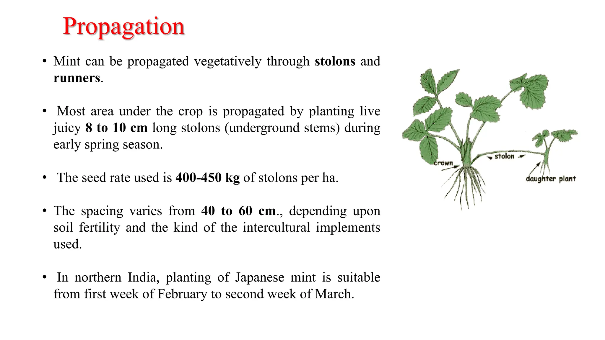 MINT production technology and cultural practices | PPTX