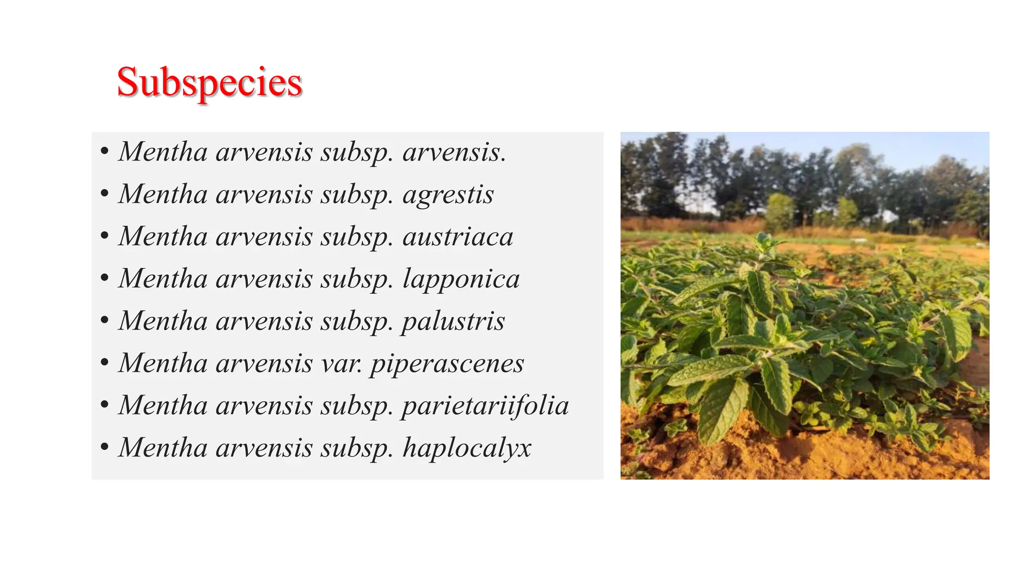 MINT production technology and cultural practices | PPTX