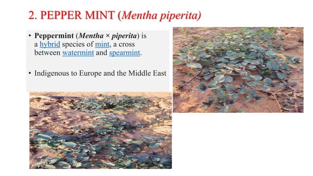 MINT production technology and cultural practices | PPTX