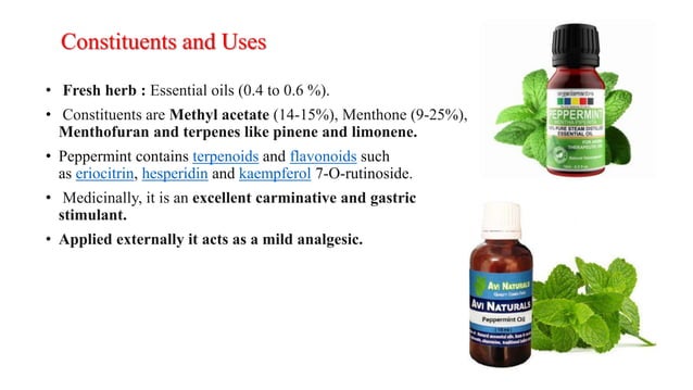 MINT production technology and cultural practices | PPTX