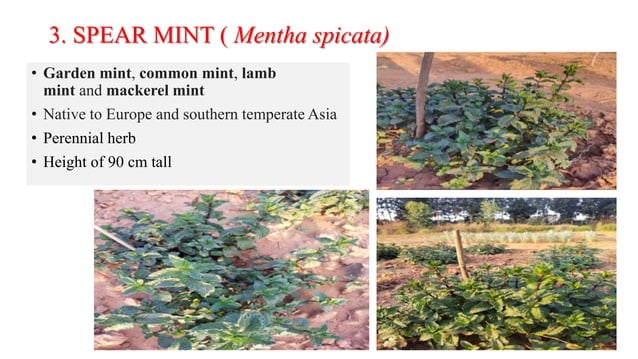 MINT production technology and cultural practices | PPTX
