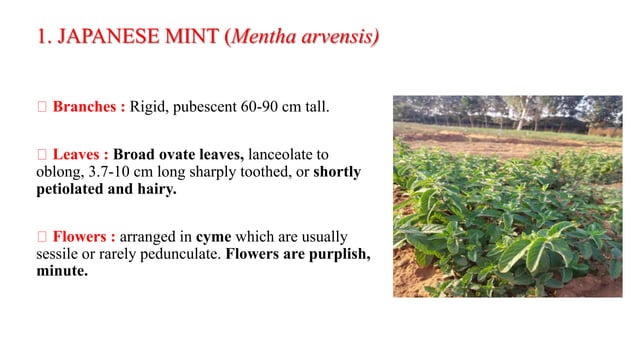 MINT production technology and cultural practices | PPTX