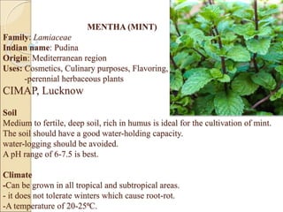 Mint.ppt Details of mint cultivation practices | PPT