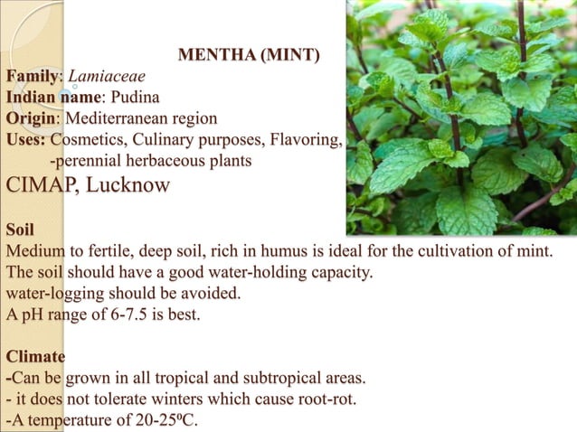 Mint.ppt Details of mint cultivation practices | PPT