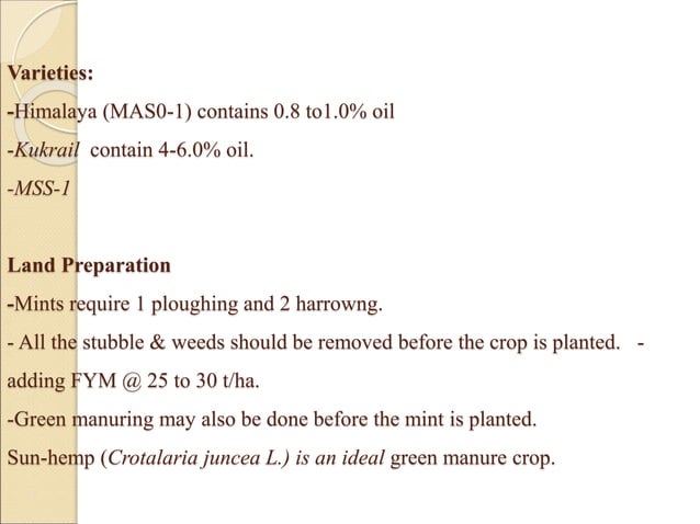 Mint.ppt Details of mint cultivation practices | PPT