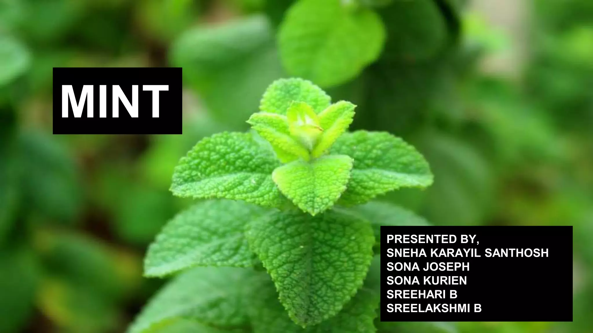 Mint Presentation | PPTX