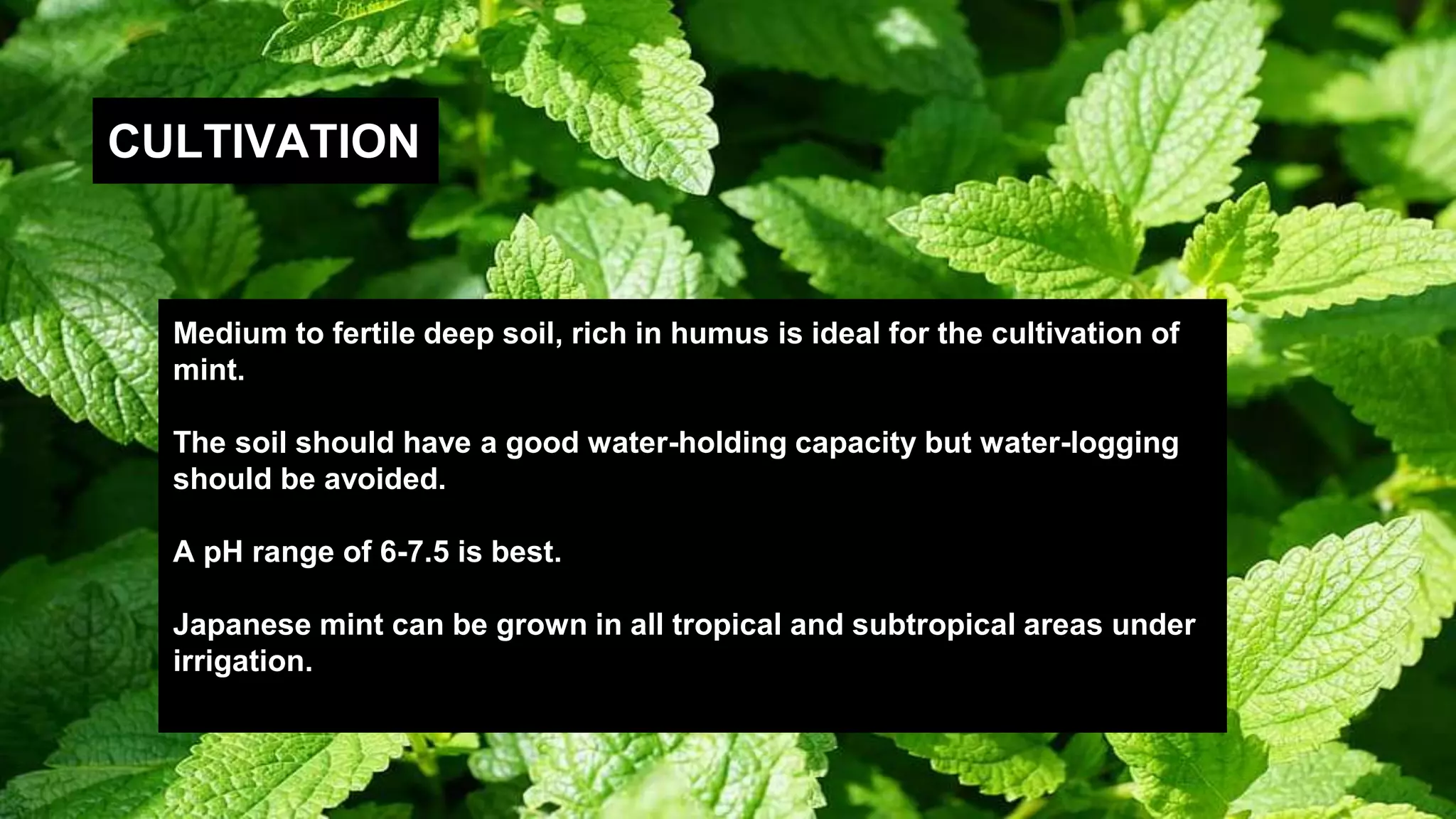 Mint Presentation | PPTX