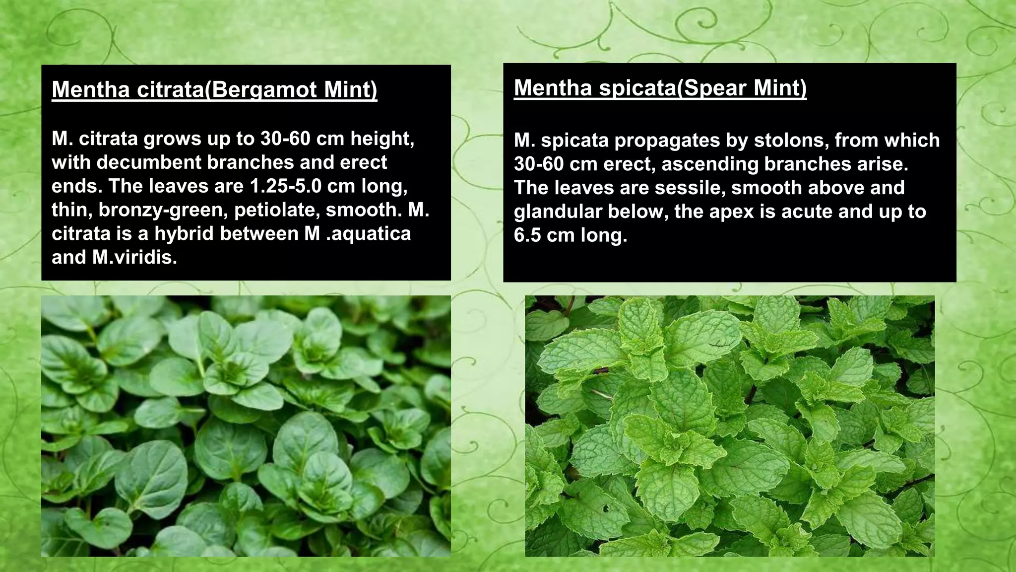 Mint Presentation | PPTX